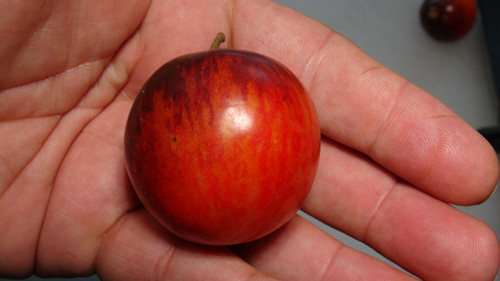 Dark Tiger Tomato | hrseeds