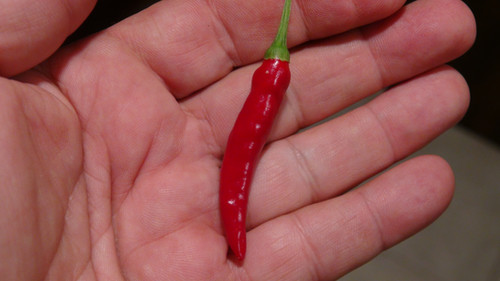 Birds Eye Pepper | hrseeds