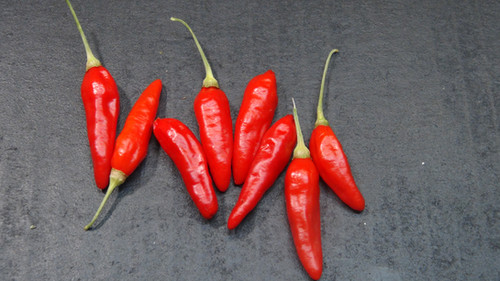 Klinger's Florida Grove Pepper | HRSeeds