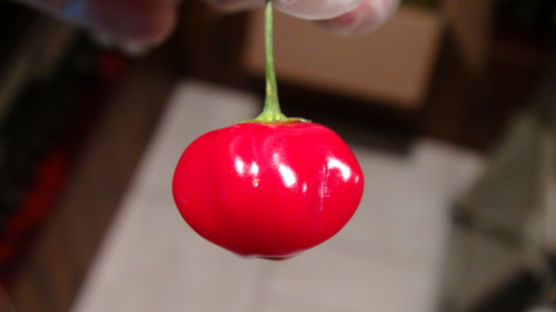 Aji Ayuyo Red Pepper | HRSeeds
