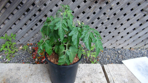 Hahms Gelbe Topftomate Tomato | hrseeds