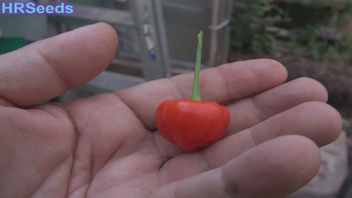 Peito de Moca Pepper | hrseeds