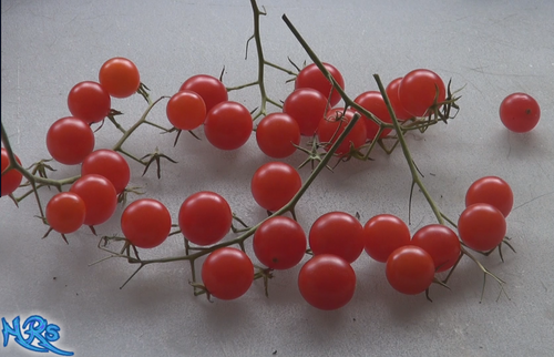 Spoon Tomato | HRSeeds