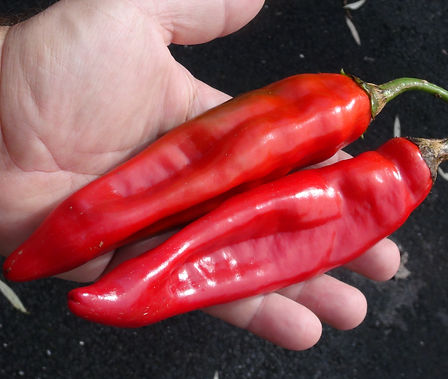 Puya Chile Pepper | HRSeeds
