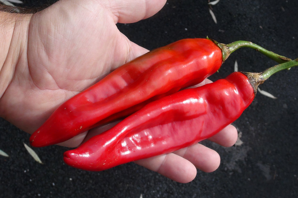 Puya Chile Pepper | hrseeds