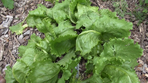 Trigger Crisphead Lettuce | hrseeds