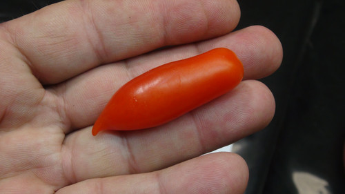 Curly Kaley Long Micro Dwarf Tomato | HRSeeds