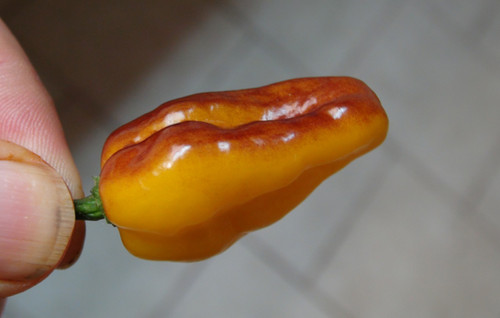 Puma Hot Pepper | HRSeeds