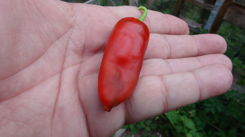 CAP 1493/80 Pepper | hrseeds