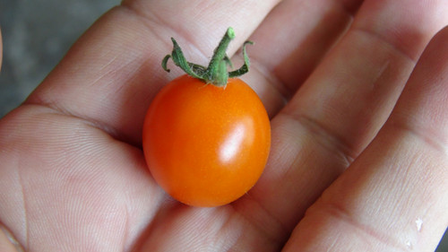 Galapagos Minor Cherry Tomato | hrseeds