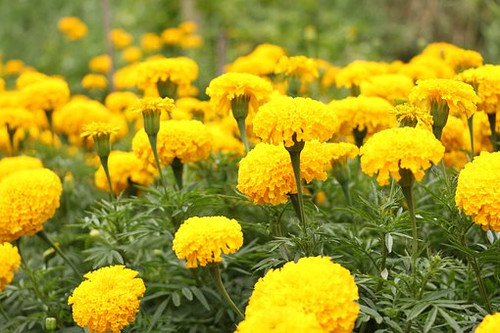 Spun Gold Marigold | hrseeds