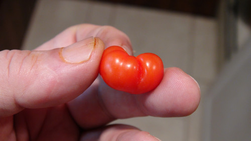 Birdie Rouge Tomato | hrseeds