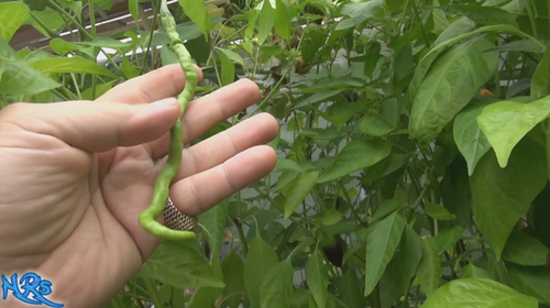 Thunder Mountain Longhorn Pepper | hrseeds