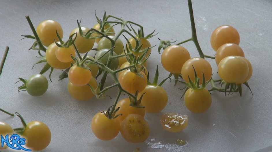 White Currant Tomato | HRSeeds