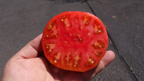 Climbing Triple Crop Tomato | hrseeds