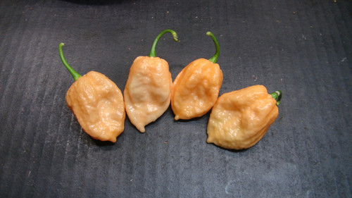 Trinidad Moruga Scorpion Peach Pepper | HRSeeds