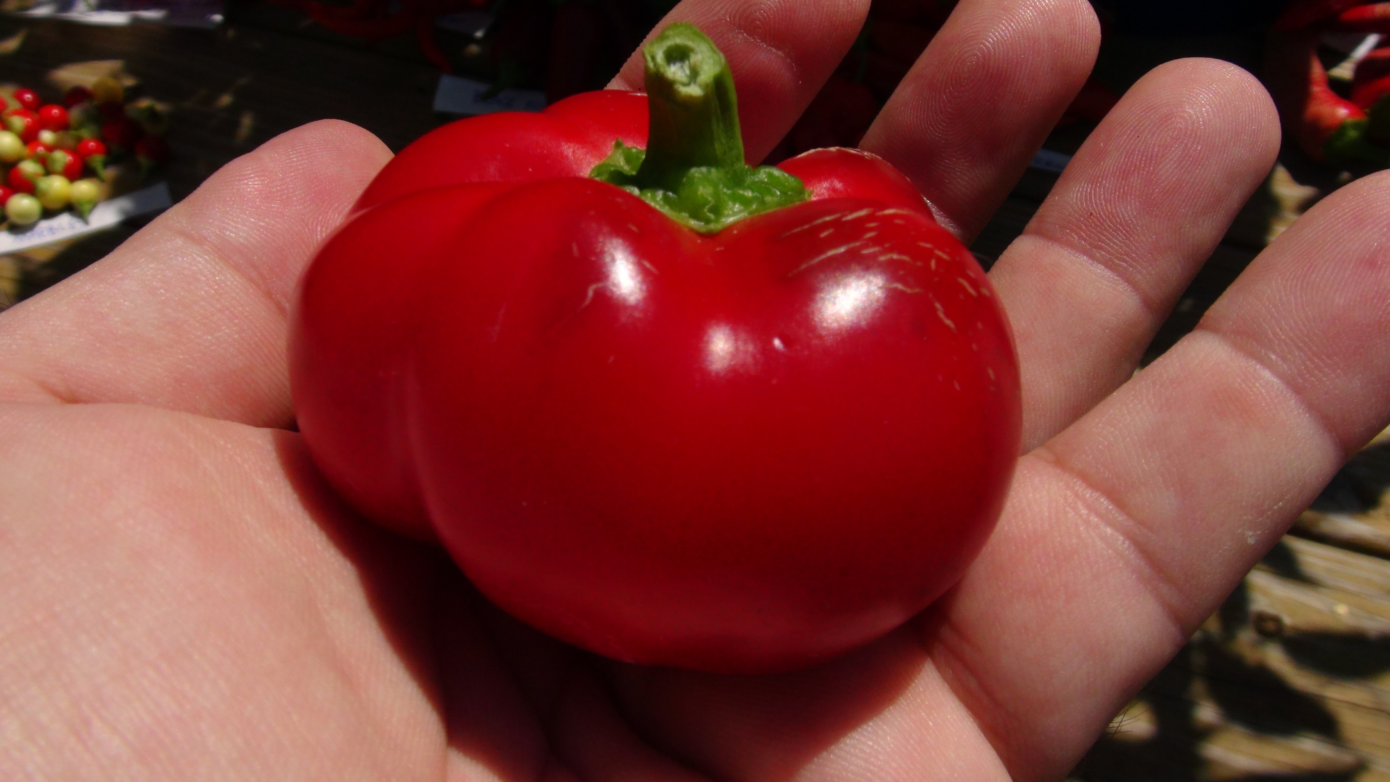 Bulgarian Ratund Pepper | HRSeeds