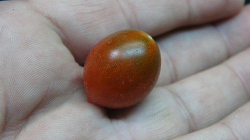 Loi's Baby Tiger Micro Dwarf Tomato | hrseeds