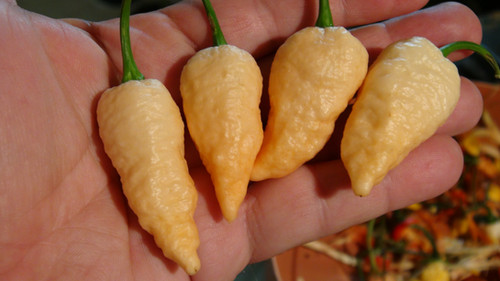 Peach Ghost Jami Pepper | hrseeds