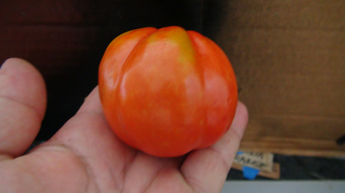 Crown Prince Tomato | hrseeds