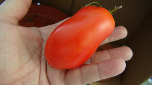 Federle Tomato | HRSeeds