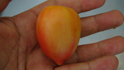 Nadia Tarasenko Tomato | HRSeeds