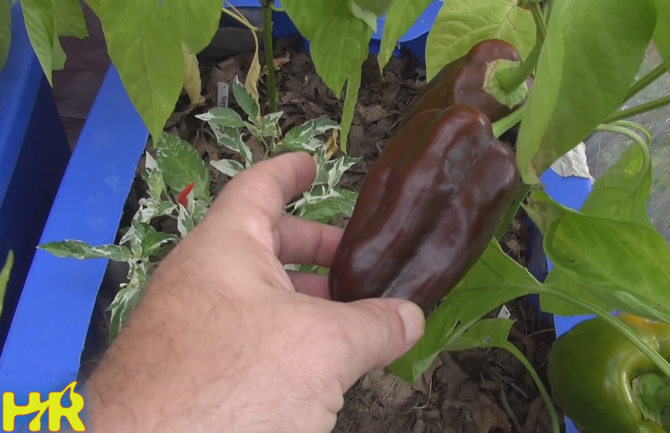 growing chocolate peppers