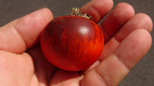 Cascade Village Blue Tomato | HRSeeds