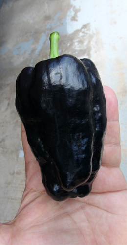 Midnight Dream Pepper | hrseeds