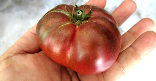 Dwarf Purple Reign Tomato | hrseeds