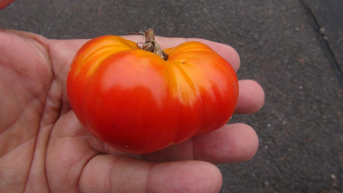 Zinulya Tomato | hrseeds