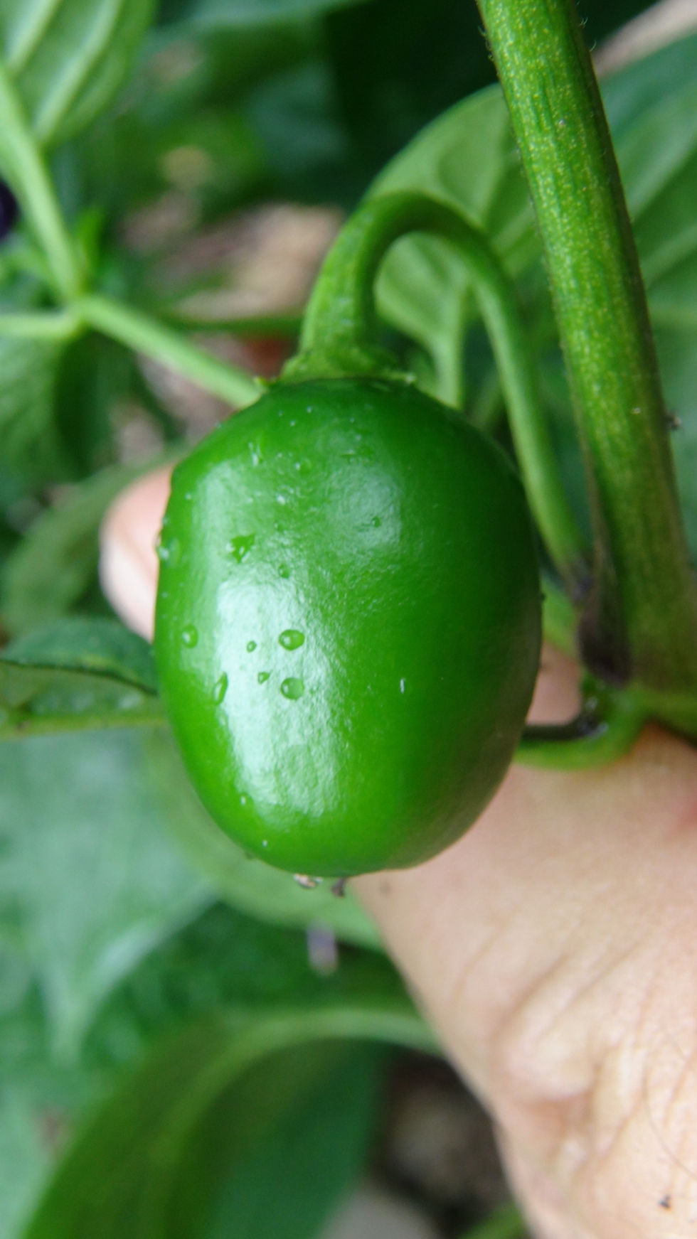 Mini Olive Rocoto Pepper | hrseeds