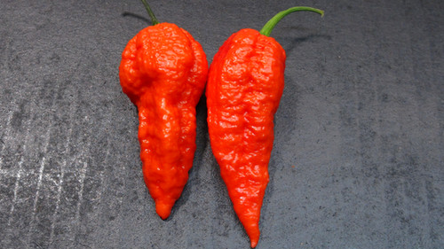 Leviathan Gnarly Scorpion Red Pepper | HRSeeds