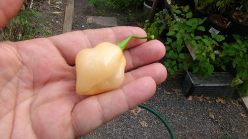 7 Pot Peach Pepper | hrseeds