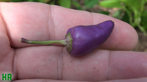 Aurora Pepper | hrseeds