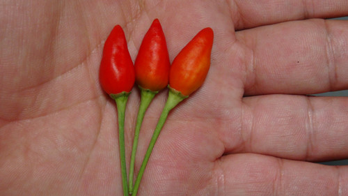 Red Crystal Spike Pepper | hrseeds