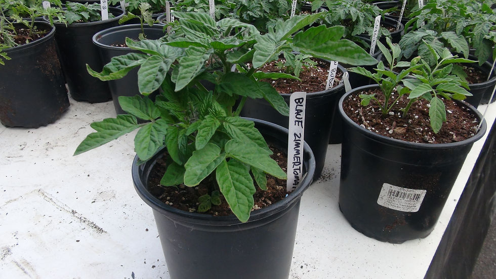 Blaue Zimmertomate Micro Dwarf Tomato | hrseeds