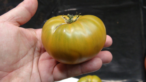 Uluru Ochre Dwarf Tomato | hrseeds