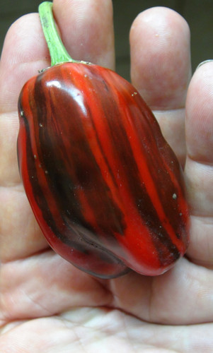 Candy Cane Chocolate Cherry Pepper | hrseeds