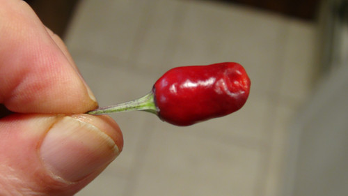 Tricolor Variegata Pepper | hrseeds