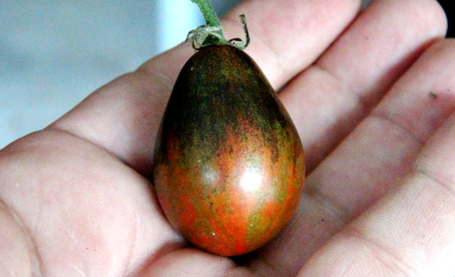 Blue Keyes Tomato | HRSeeds