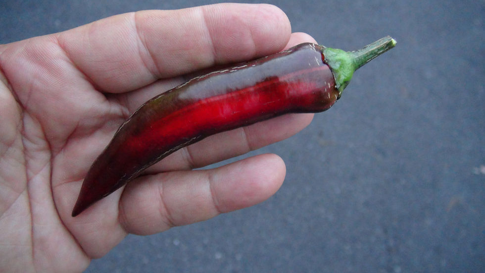 Tiger Jalapeno Pepper | hrseeds