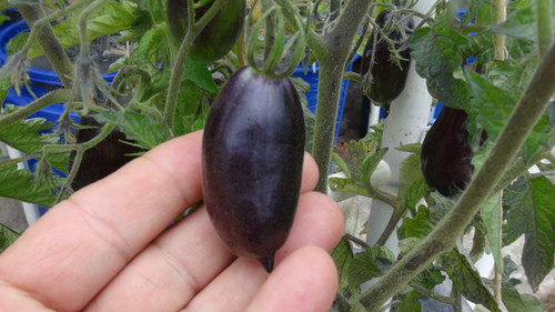 Dwarf Shadow Boxing Tomato | HRSeeds