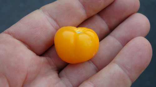 Micro Gold Micro Dwarf Tomato | hrseeds