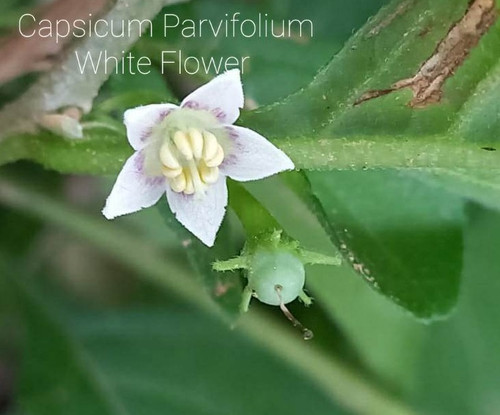 Capsicum Parvifolium White Flower Wild Pepper | HRSeeds