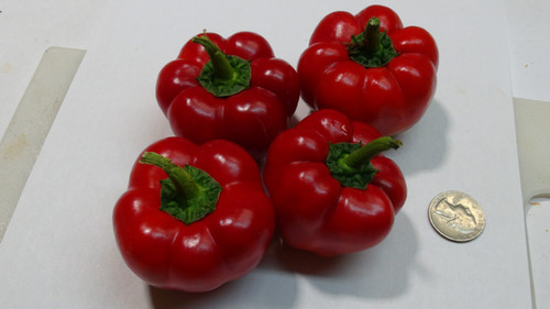 Mustafa Pepper | hrseeds