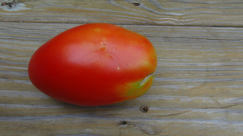 Polish Linguisa Tomato | HRSeeds