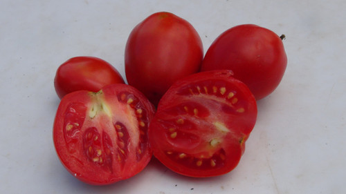 Amish Paste Tomato | HRSeeds