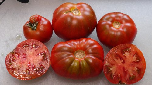 Sleeping Lady Tomato | hrseeds
