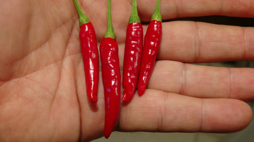 Japones Pepper | hrseeds